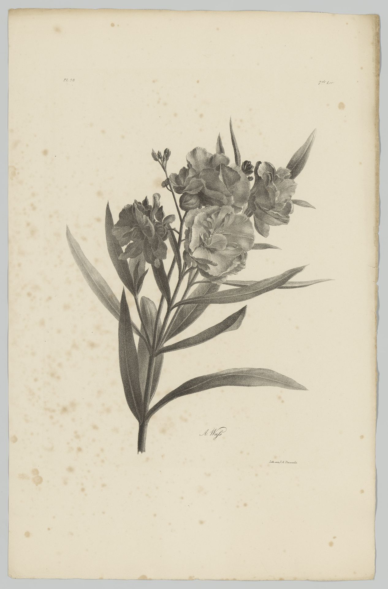 Bloemen - Anton Weiss | Artera